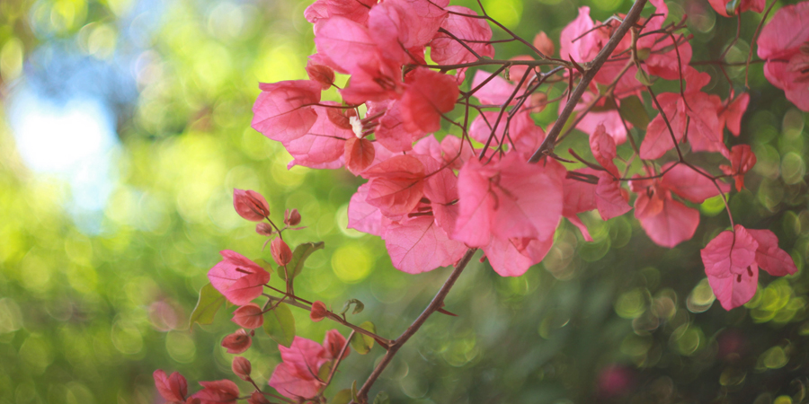 When You’re Spiritually Dry, Stay Attached to the Vine | Revive Our ...