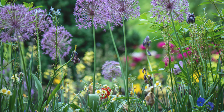 God’s Compassion in the Garden | Revive Our Hearts Blog | Revive Our Hearts