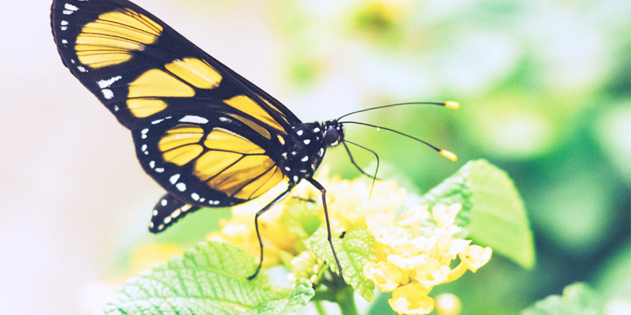 “T” Is for Transformation: Laura Perry’s Story | Revive Our Hearts Blog ...